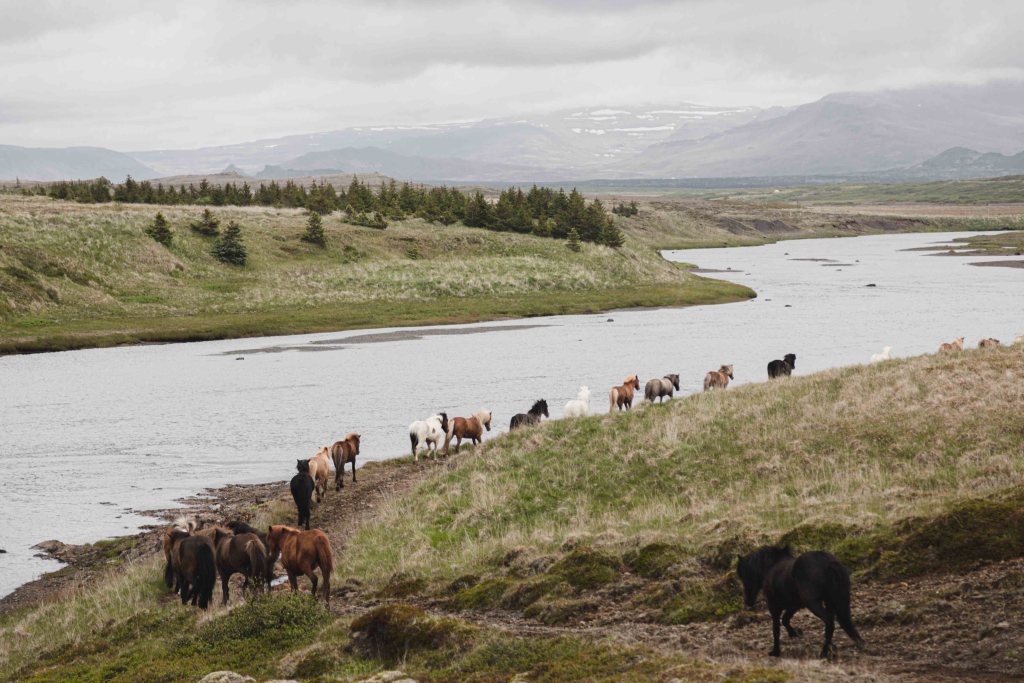 History of Horseback Riding Origins & Evolution | Everywhere