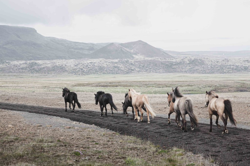 History of Horseback Riding Origins & Evolution | Everywhere